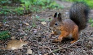 Rat Poop vs Squirrel Poop: An In-Depth Comparison