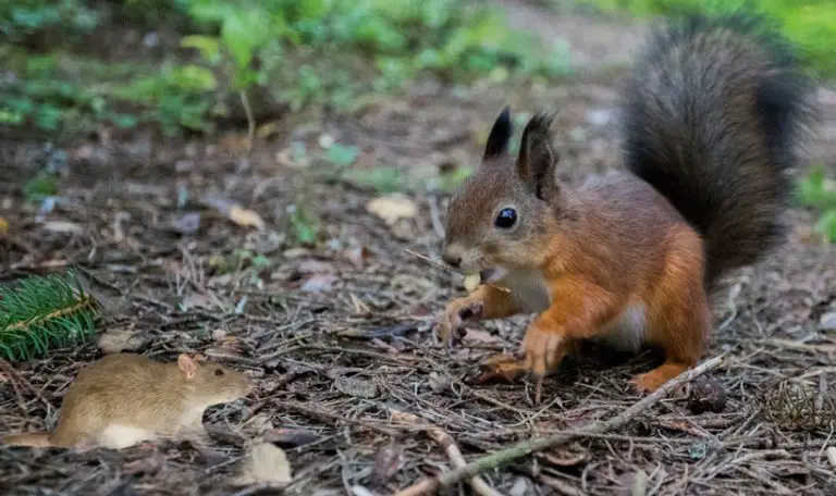 Rat Poop vs Squirrel Poop: An In-Depth Comparison