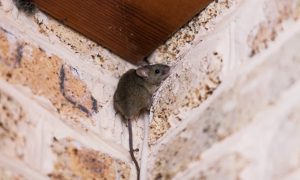 Can Mice Climb Walls? Why and How Can You Prevent This?