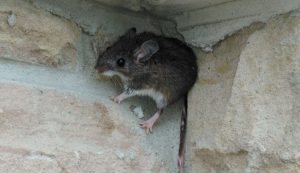 Can Mice Climb Walls? Why and How Can You Prevent This?