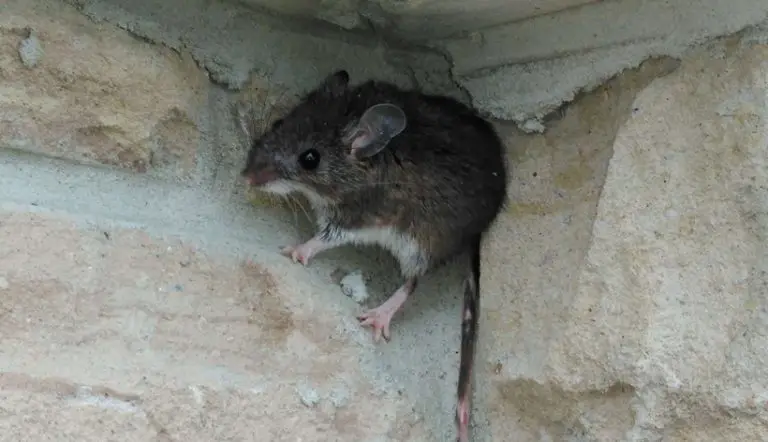 Can Mice Climb Walls? Why and How Can You Prevent This?