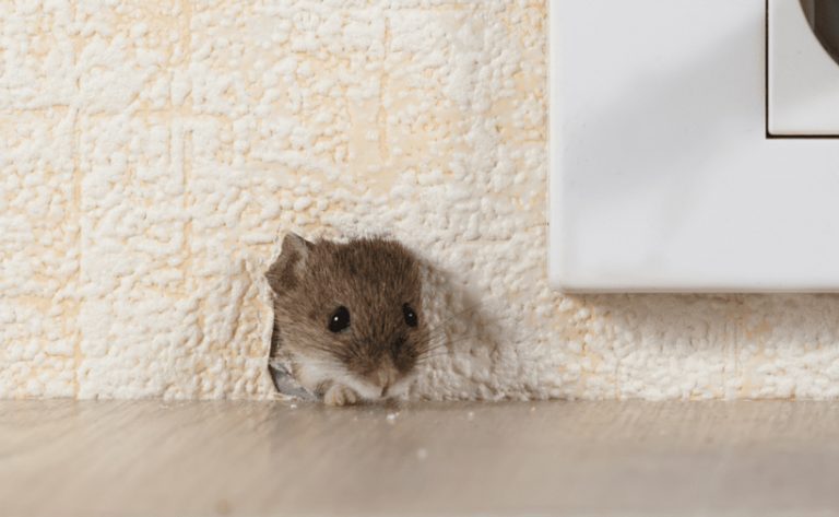 Why Do Mice Squeak? Everything You Need To Know