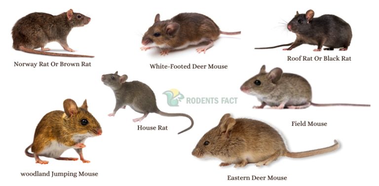 7 Common Types Of Rats In Massachusetts